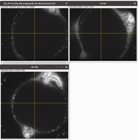 7 Advanced Segmentation And Meshing Blender Tissue Cartography
