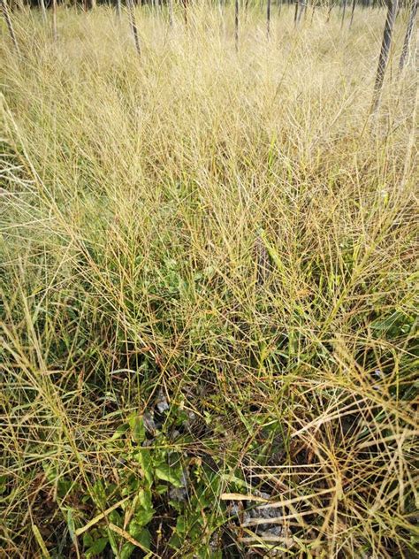 Landscape Field Full Of Wild Switchgrass Bushes Stock Image Image Of