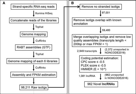 Overview Of The Ssrna Seq Transcriptome Assembly And Lncrna