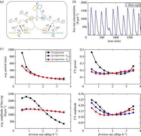 Behaviour Of An Oscillator Circuit At Different Division Rates A