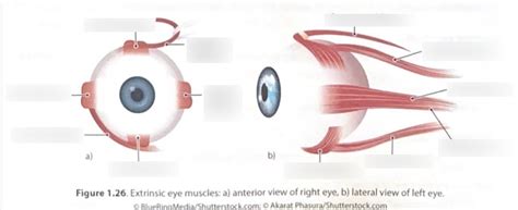 Extrinsic Eye Muscles Diagram Quizlet