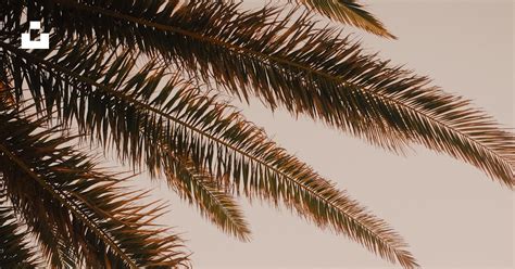 야자수는 중립적이고 차분한 배경에 잎을 가지고 있습니다 사진 Unsplash의 무료 배경 화면 이미지