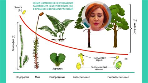 Биология Жизненный цикл растений Чередование поколений Youtube
