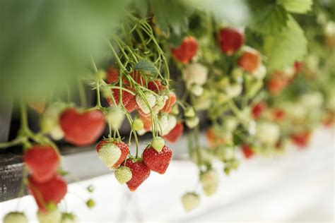 How Agaris is helping build more sustainable growing media