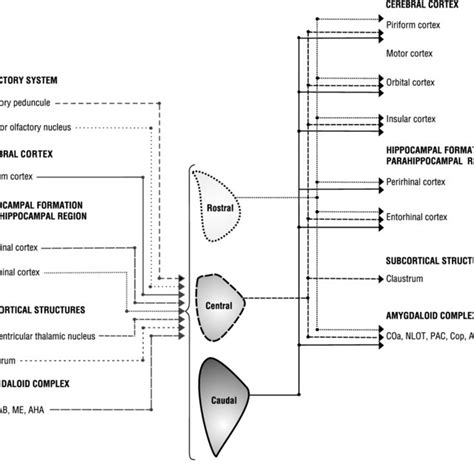 Pdf Endopiriform Nucleus Connectivities The Implications For