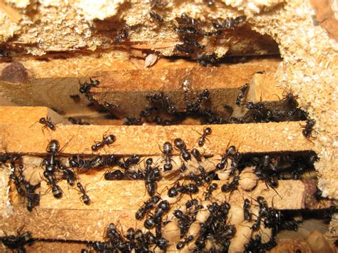 Carpenter Ants Vs Black Ants 11 Ways To Tell Them Apart
