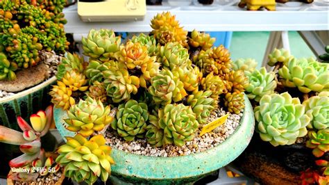 칭찬해주세요 모진풍파 견뎌낸 우리 옥상 아이들👍👏 멋지다 Youtube