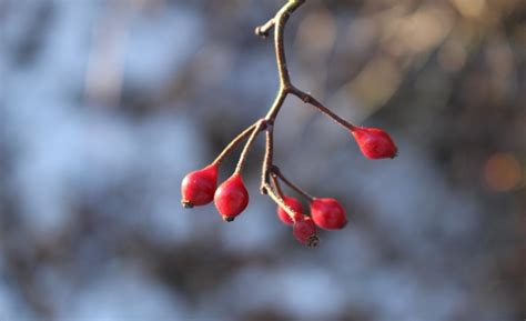 Rose Nouwen Feet