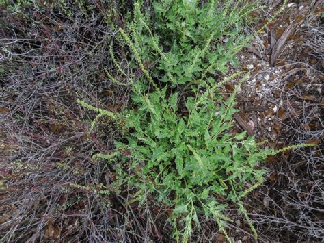 Chenopodium Californicum Calflora