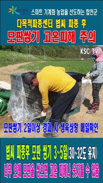 볍씨파종 후 모판쌓기 고온피해 주의 Youtube
