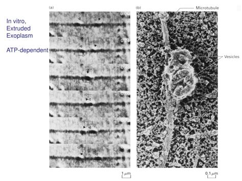 Ppt Microtubules Actin And Intermediate Filaments Powerpoint