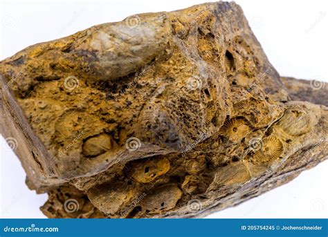 Corals Fossils In A Limestone Stock Image Image Of Found Historic 205754245