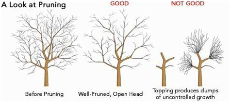 Pollarding Trees A Guide To Pruning And Maintenance Techniques