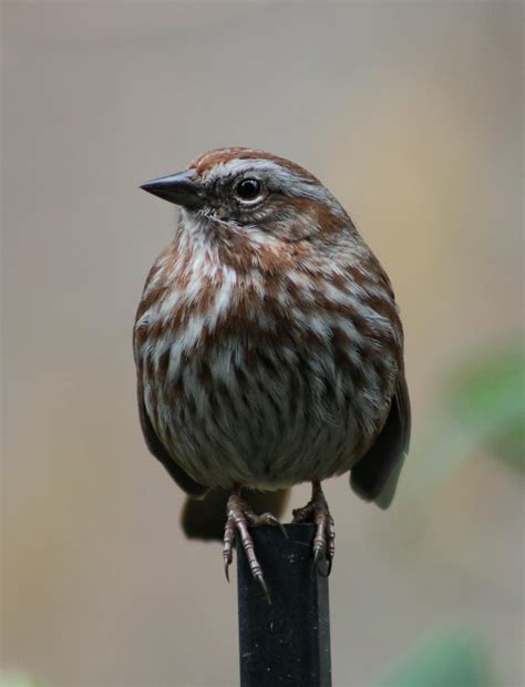 Sparrow Id Request Is This A Fox Sparrow Pnw Rwhatsthisbird