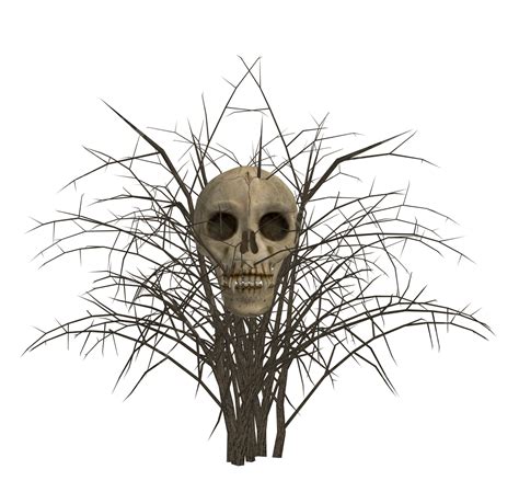 Skull In Bush Skulls Scalp Reminder Of Human Failure Photo Background