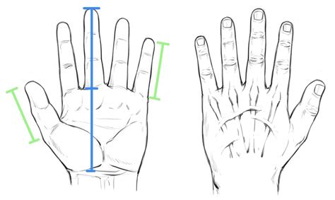 Hand Reference Drawing