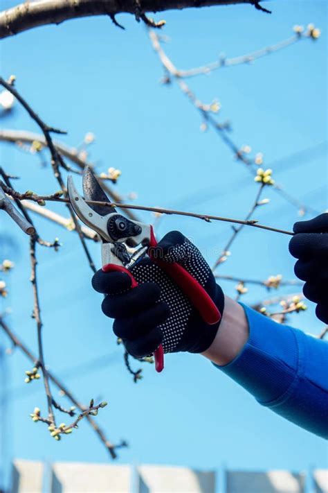 Gardener Pruning Trees With Garden Shears Secateurs Pruning Garden
