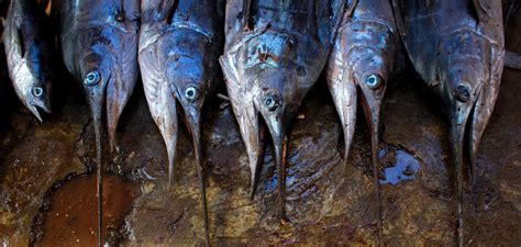 How To Catch Sailfish Effective Ways