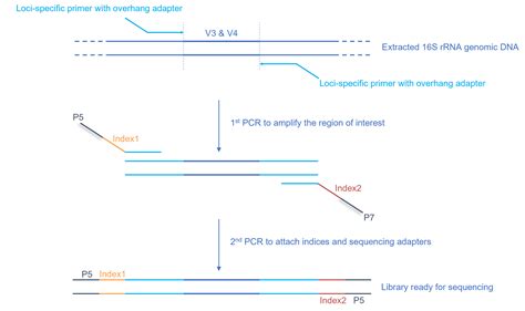 16s Rna Seq Kit For Microbiome Analysis