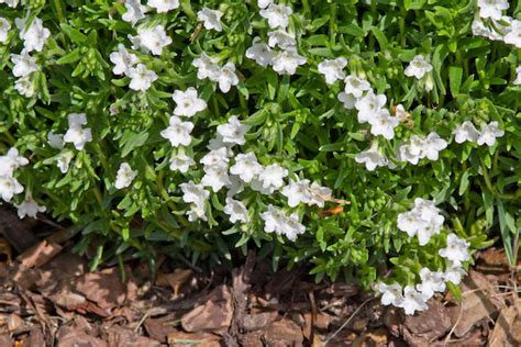 ミヤマホタルカズラ 全国ガーデン情報サイト「お庭の窓口」