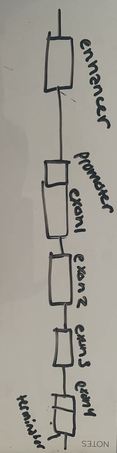 Draw The Primary RNA Transcript And MRNA Label If Chegg