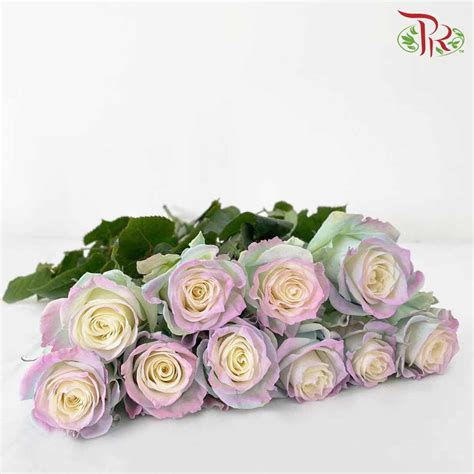 Rose Mondial Dyed Sweet Aurora Bori 8 10 Stems Wholesale Flowers