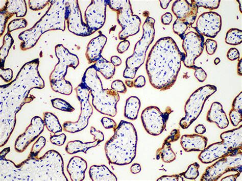 Plap Monoclonal Antibody Stored At 20°c Mse Supplies