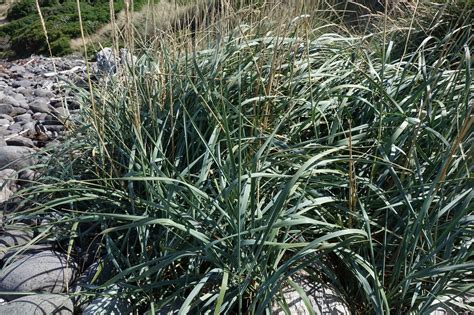 Sand Ryegrass Leymus Arenarius