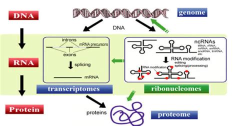 Non Coding RNA What Is Epigenetics