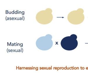 Yeast Ranching Brew Your Own