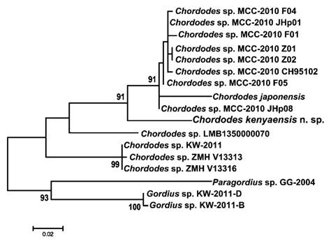 molecular phylogenetic analysis by maximum likelihood method based on