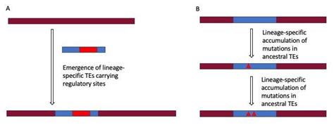 Two Different Pathways Of Generating Lineage Specific Te Derived Download Scientific Diagram