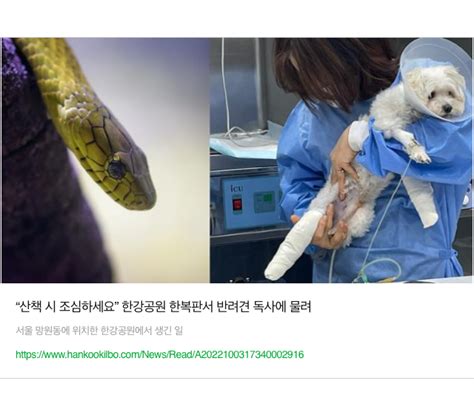 관광지 산책 중 급경련 반려견에게도 마약 주의보