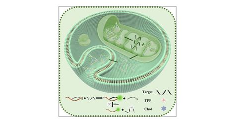 Multifunctional Dna Tetrahedron For Alzheimers Disease Mitochondria
