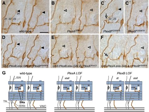 Semaphorin Plexin Signaling Pathway Involved In Regulation Of
