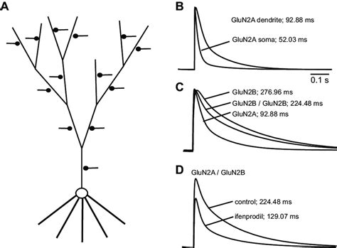 Computational Model Demonstrates That Dendritic Filtering Slows The