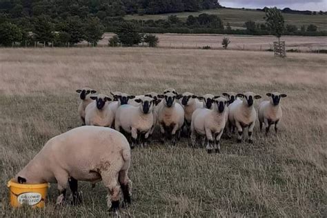 Hampshire Sheep