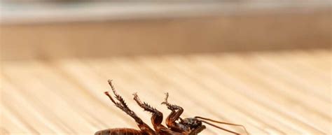 New Bug Blasting Laser Can ‘find Control And Even Kill Hidden