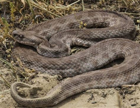 Красивые картинки гюрзы (60 картинок) 🤣 WebLinks