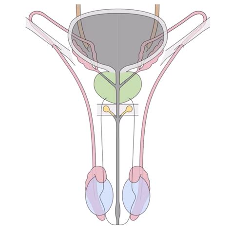 Diagram Of Overview Of Male Reproductive Tract Quizlet