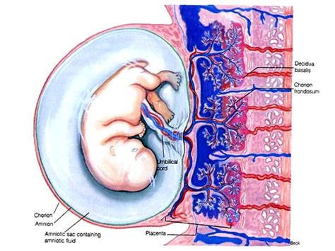 Placenta Ppt Pregnancy Reproductive Health