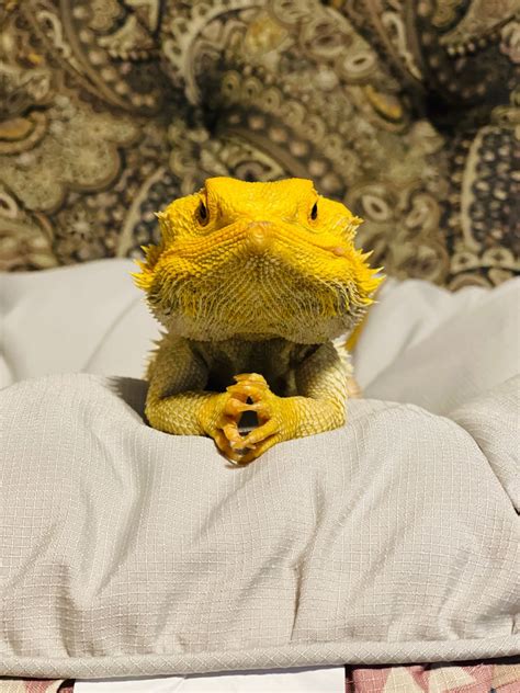Cute Bearded Dragon Art And Habitat Ideas