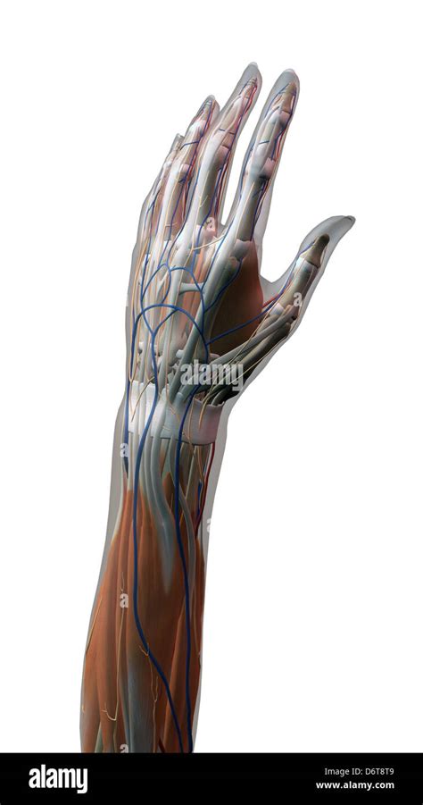 Thumb Wrist Anatomy