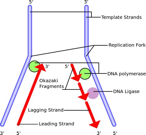 dna replication — the biology primer