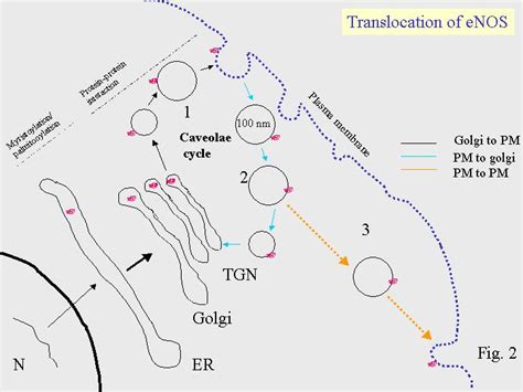 Au Kbc Life Sciences Vascular Biology Lab