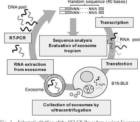 Figure 1 From Selex Based Screening Of Exosome Tropic Rna Semantic Scholar
