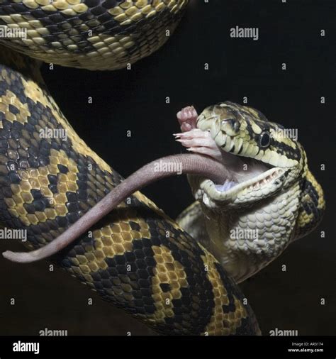 Carpet Python Eating At Susan Villanueva Blog Carpet Python Eating At Susan Villanueva Blog