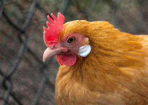 Chicken Wattles Turning White Causes And Solutions Chicken
