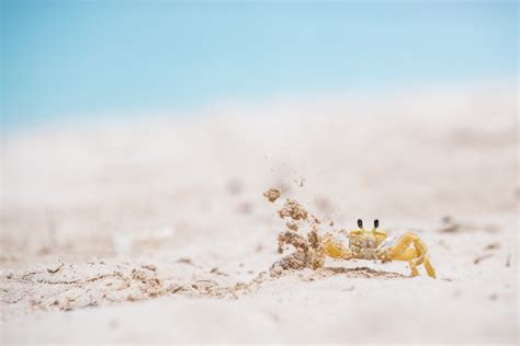 Ghost Crab Sean Crane Photography
