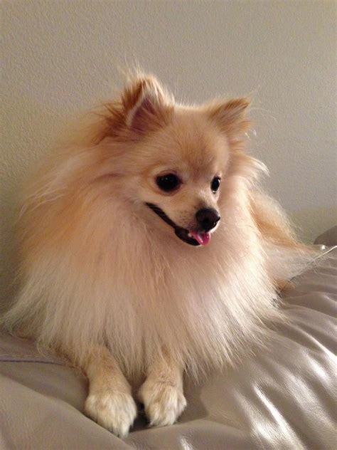 What Does A Pomeranian Seizure Look Like At Walter Paul Blog